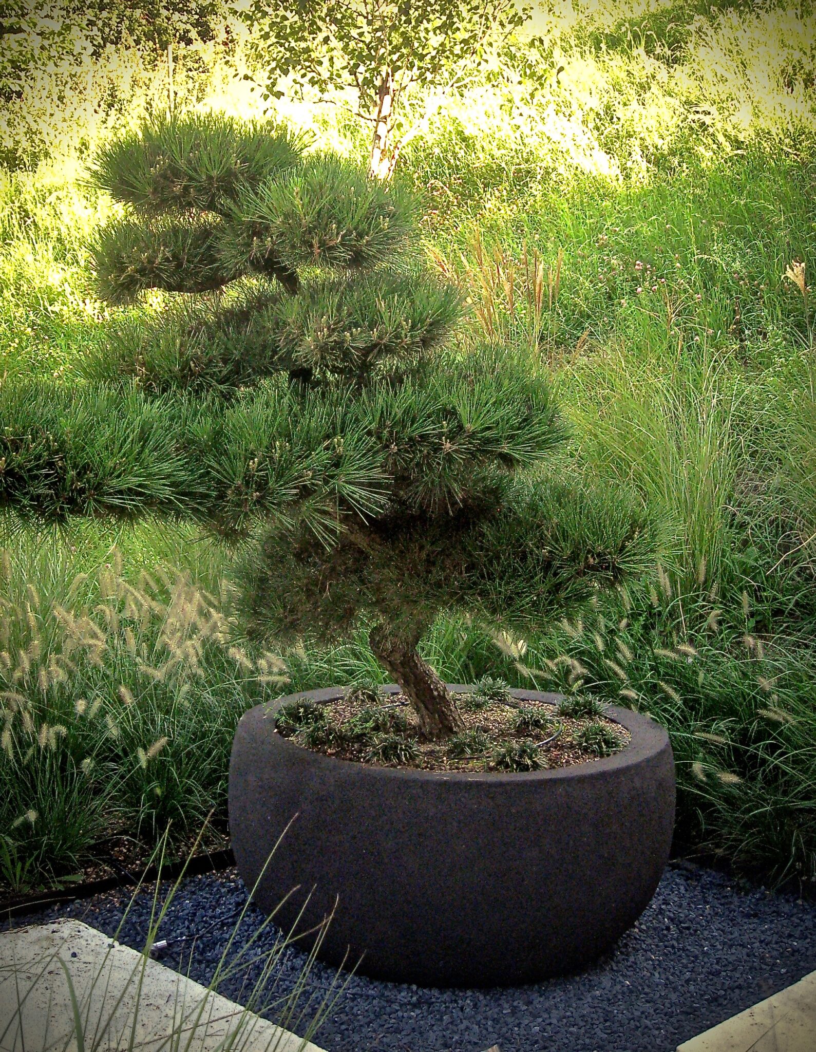 TIUM™ – BONSAI HIGH Pflanzgefäss - TIUM